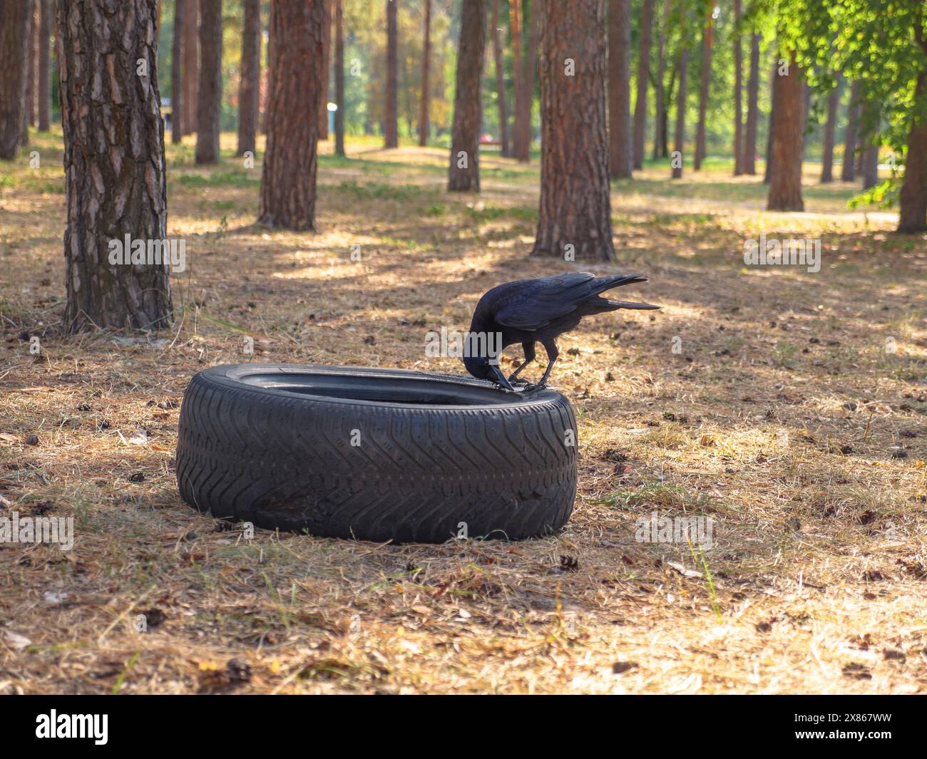 Is thrown into the crow hi-res stock photography and images - Alamy