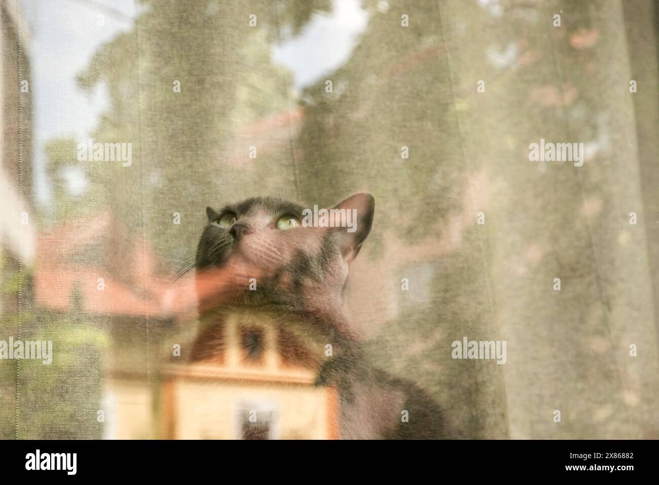 Silhouette of a cat behind window glass with reflections from the ...