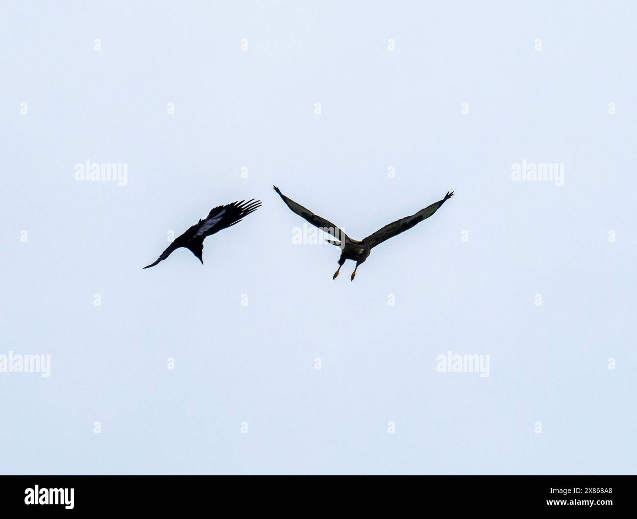 A Common Buzzard, Buteo buteo being attacked by a Carrion Crow over ...
