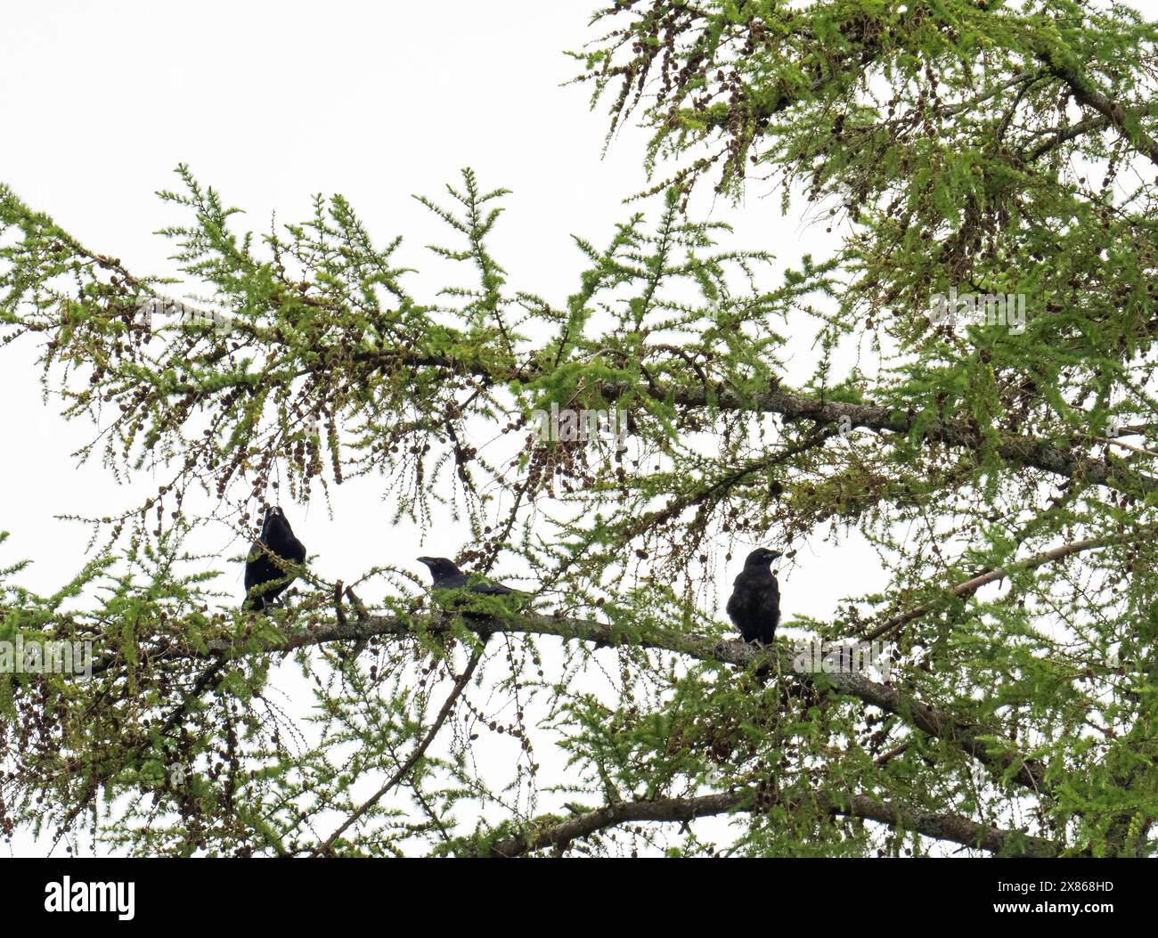 A family of Raven, Corvus corax, in Holehird Gardens, Windermere, Lake ...