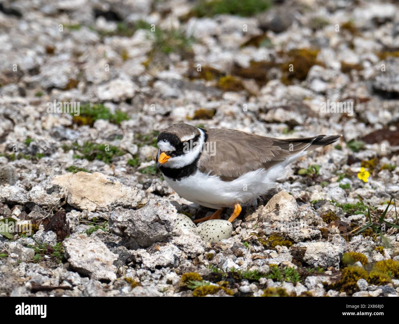 A Ringed Plover, Charadrius hiaticula incubating eggs on its nest at ...