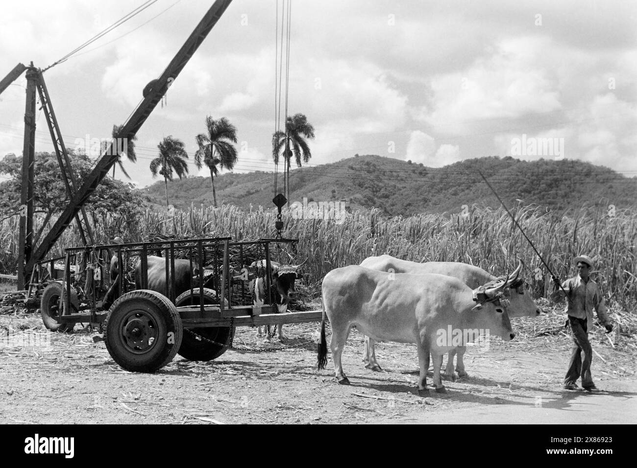Ein Arbeiter auf einer Zuckerrohrplantage treibt Lastenrinder an, die ...