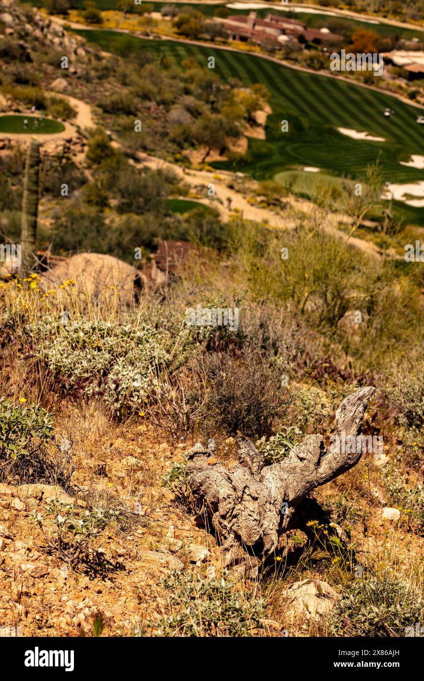 Intimate Sonoran wildflower landscape along highway 77 (Globe to Tucson ...