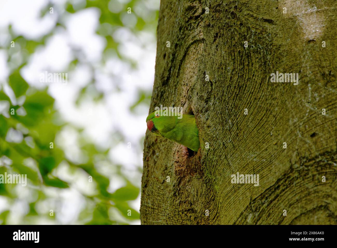 Red white ringed hi-res stock photography and images - Alamy