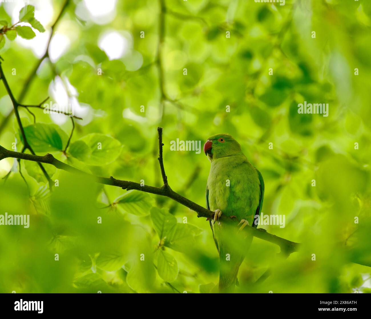 Red white ringed hi-res stock photography and images - Alamy