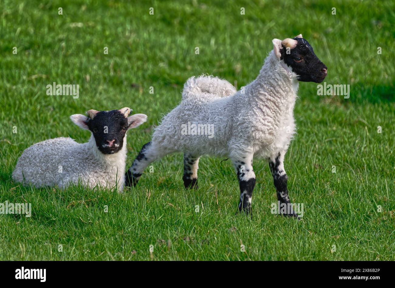 Streching pose of scottish black faced lamb hi-res stock photography and images - Alamy