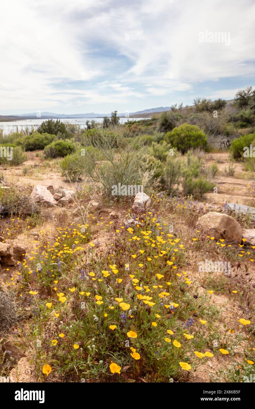 Intimate Sonoran wildflower landscape along highway 77 (Globe to Tucson ...