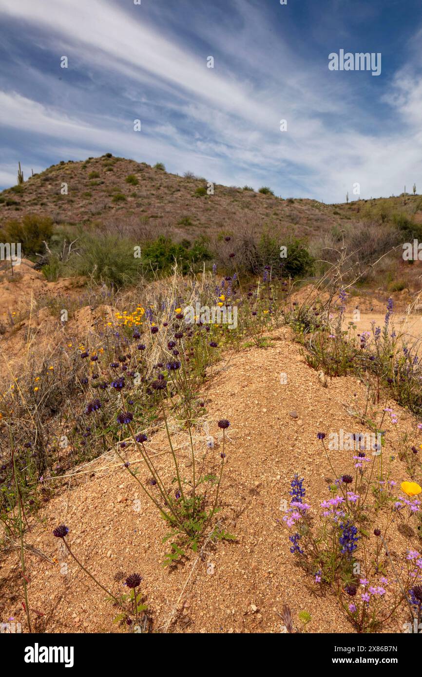 Intimate Sonoran wildflower landscape along highway 77 (Globe to Tucson ...