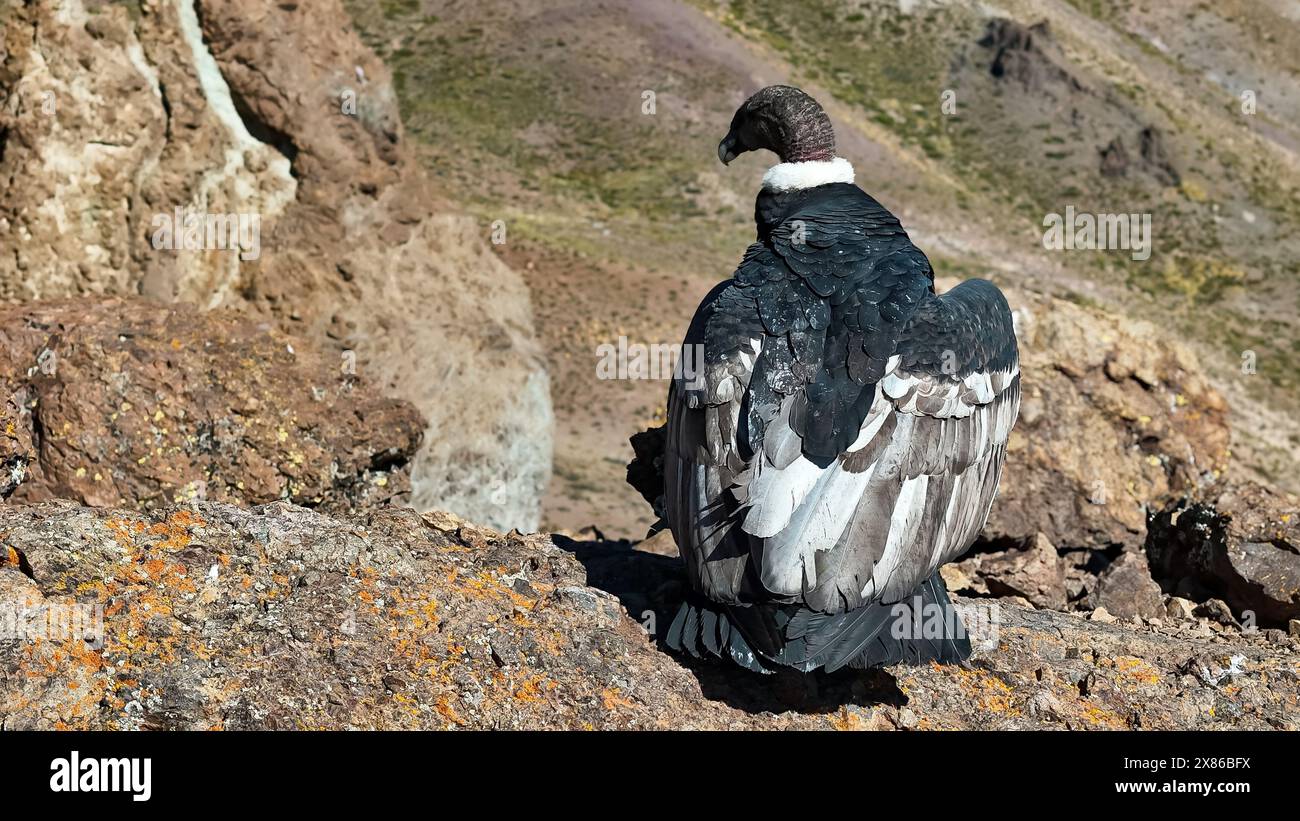 Andean Condor (adult male) perched in the Andes mountain range. Condor ...