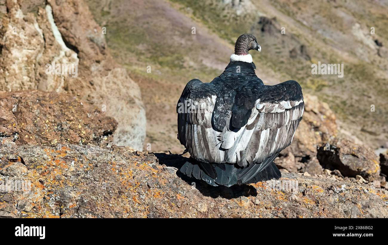 Andean Condor (adult male) perched in the Andes mountain range. Condor ...