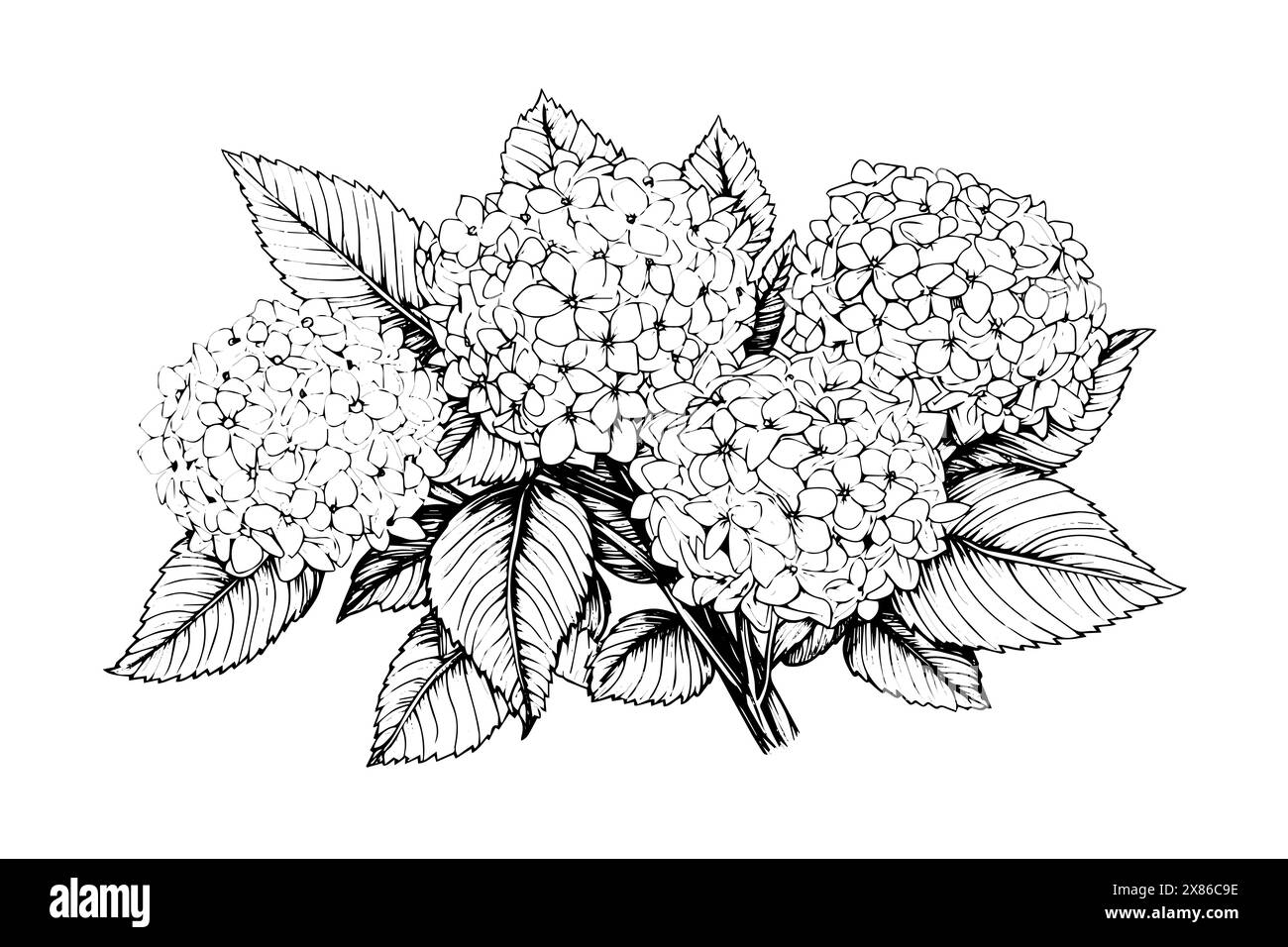Hand drawn ink sketch hydrangea flowers. Vector illustration in ...