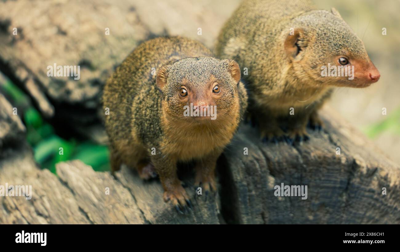 Water mongoose hi-res stock photography and images - Alamy
