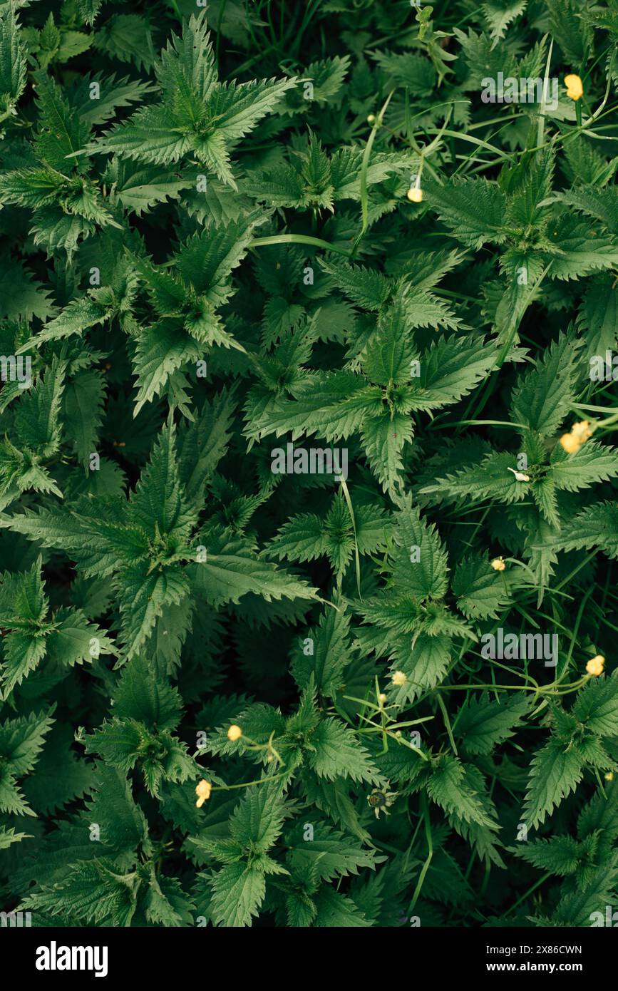 Bush of stinging-nettles. Nettle leaves. Top view. Botanical pattern ...