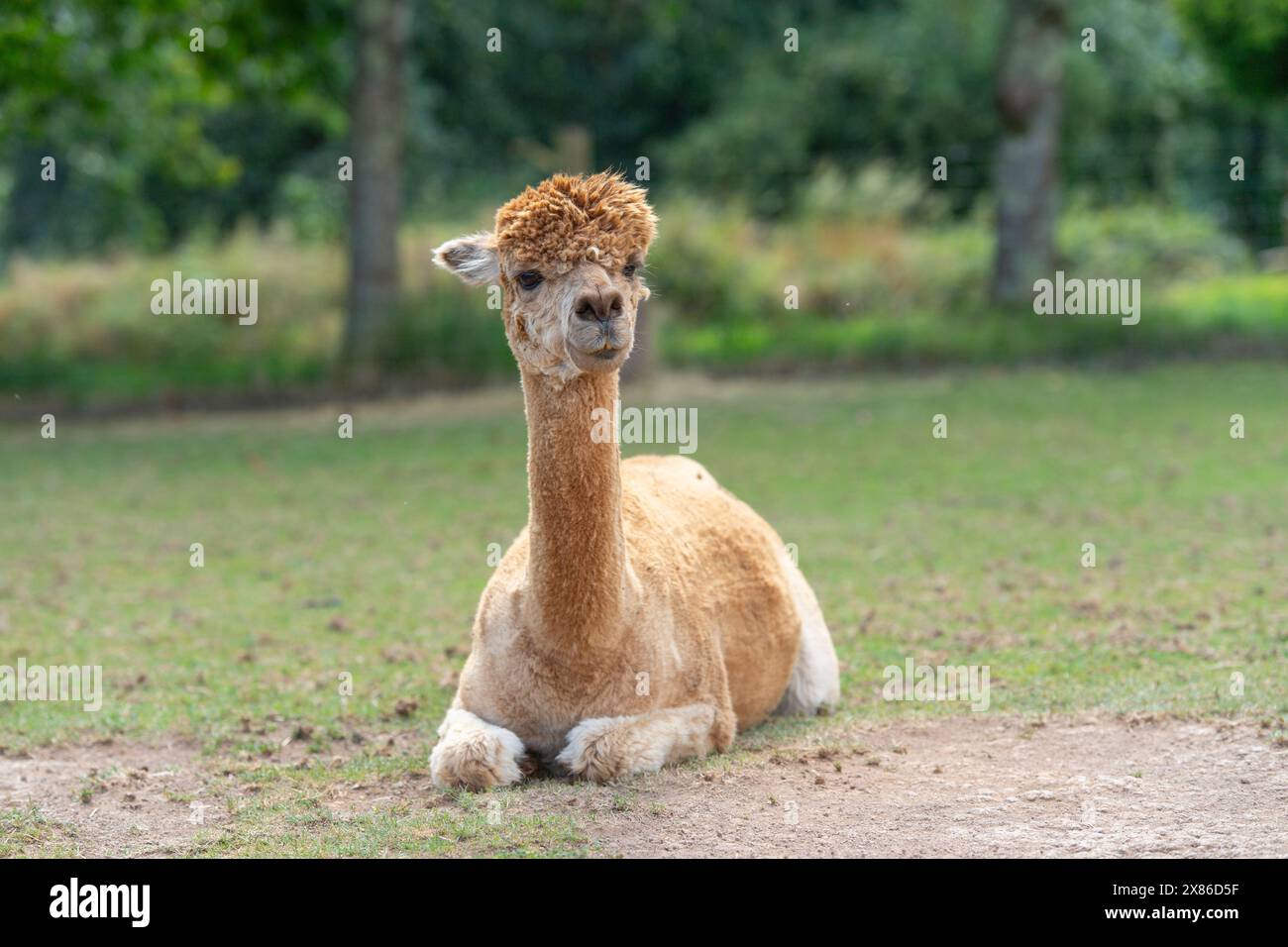 Alpaca lying down Stock Photo - Alamy