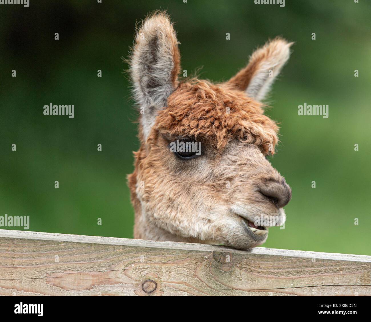 Alpaca looking over a fence Stock Photo - Alamy