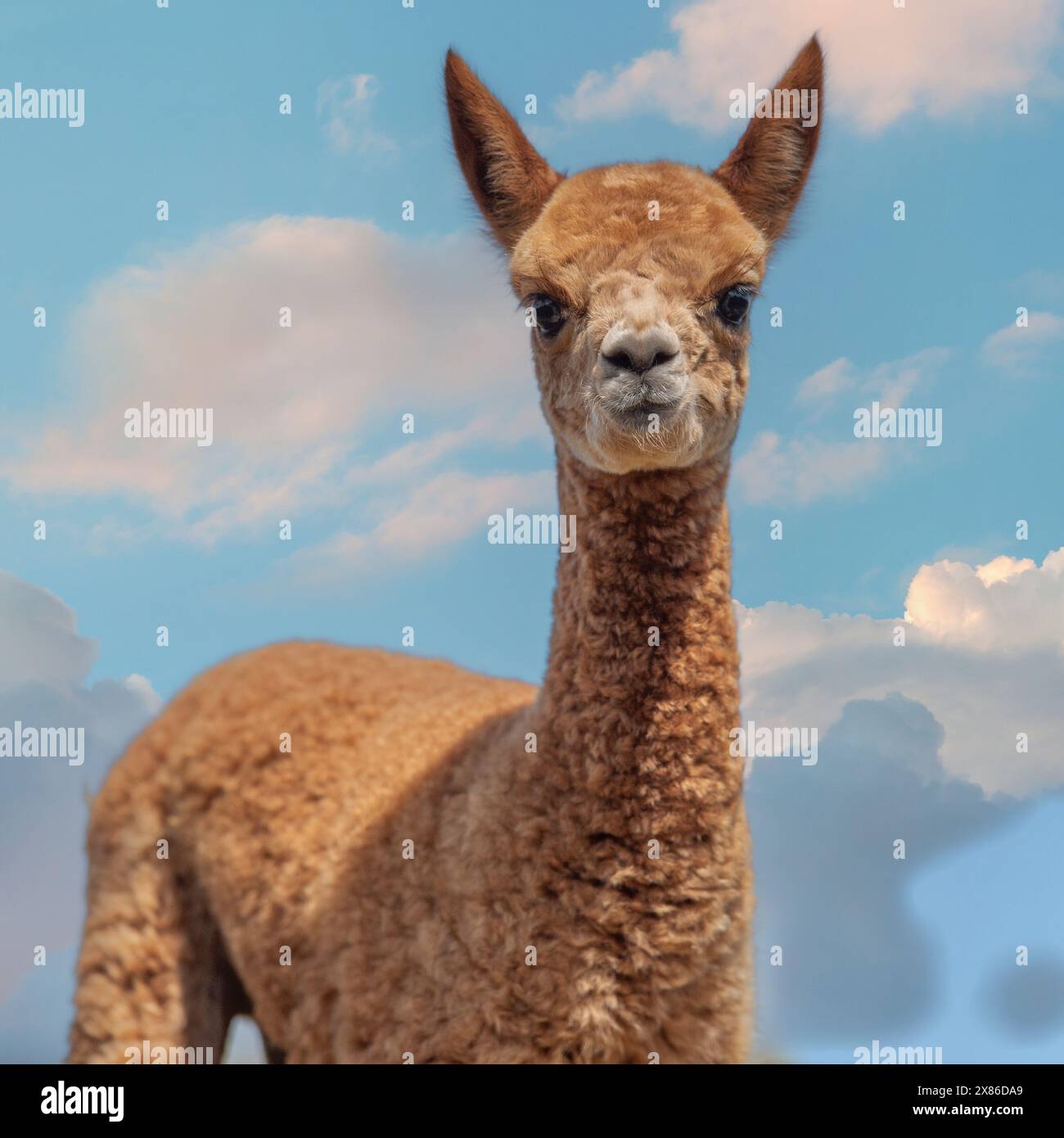 Blue alpaca hi-res stock photography and images - Alamy
