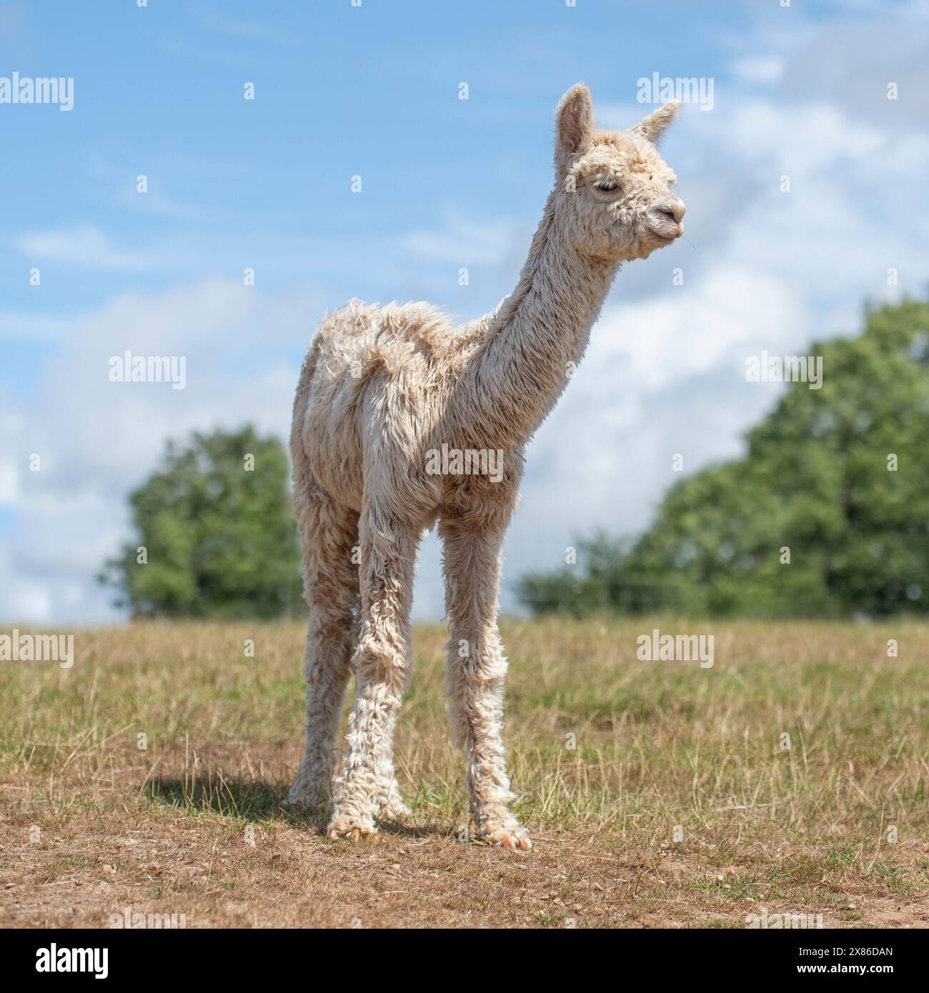 Cria hi-res stock photography and images - Alamy