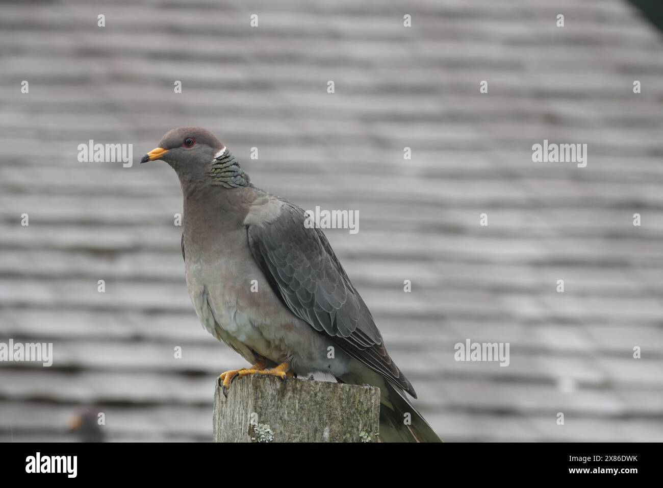 Band tailed pigeon close hi-res stock photography and images - Alamy