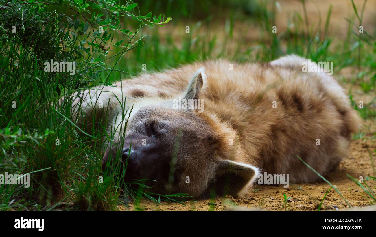 Hyena macro hi-res stock photography and images - Alamy