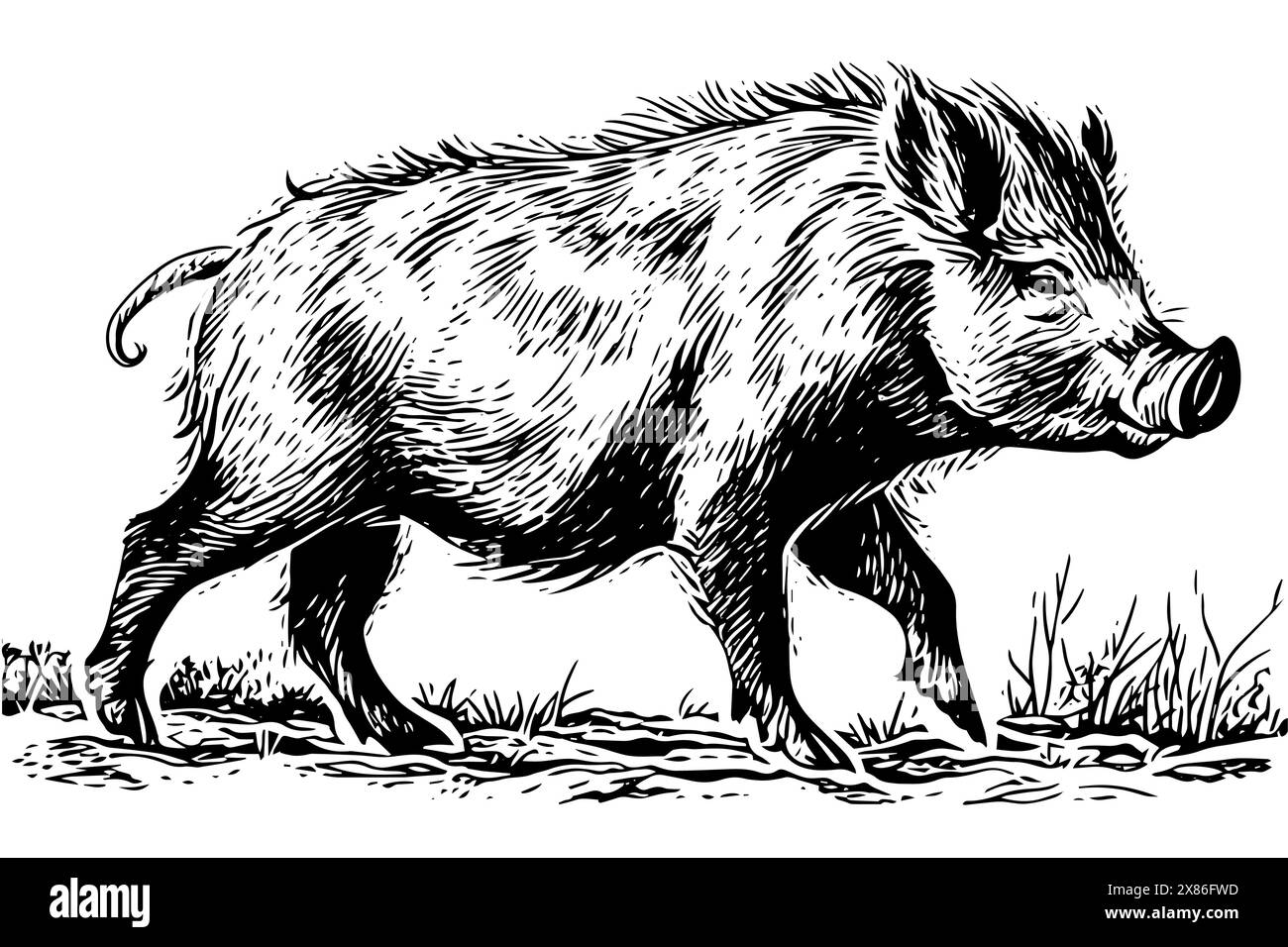 Wild pig illustration Black and White Stock Photos & Images - Alamy