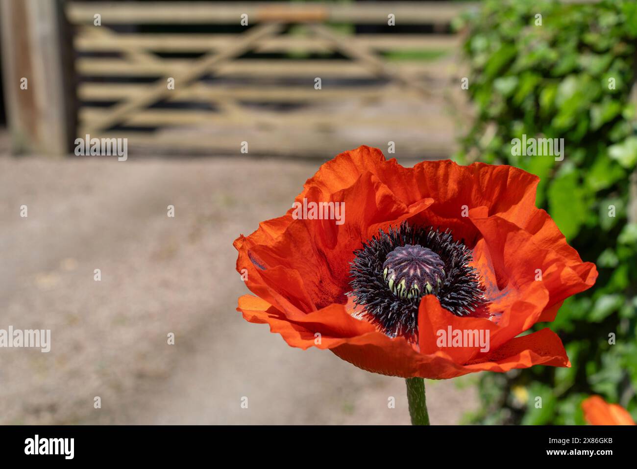 Sunny detail driveway red hi-res stock photography and images - Alamy