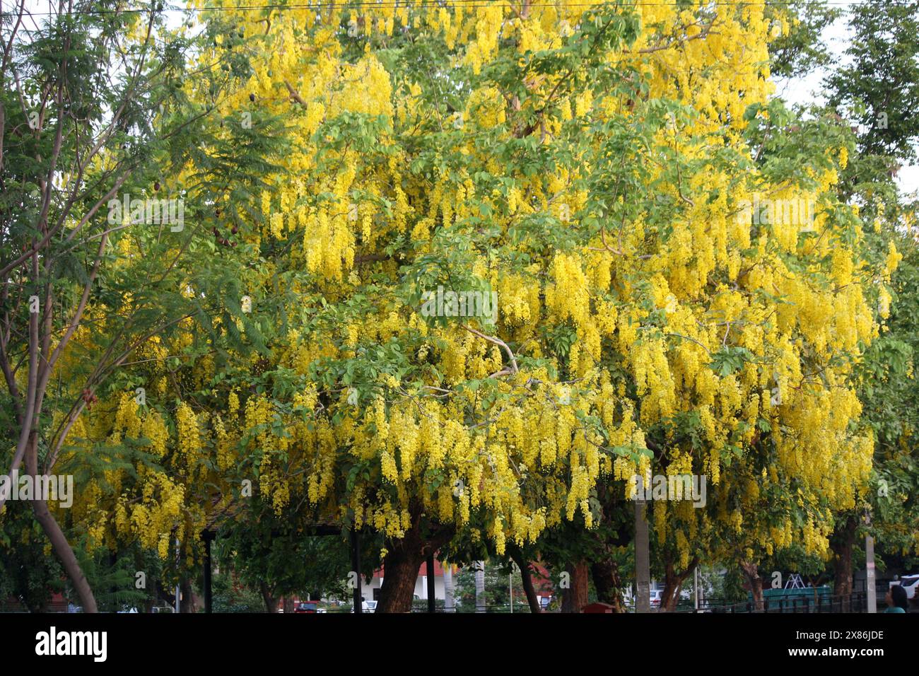 Golden tree cassia fistula fruit hi-res stock photography and images - Alamy
