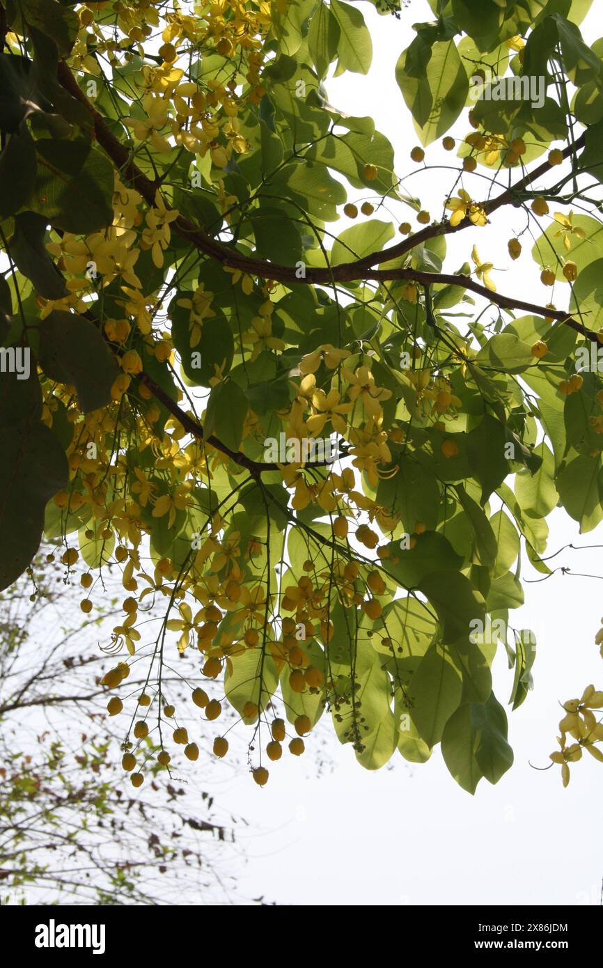 Golden tree cassia fistula fruit hi-res stock photography and images - Alamy