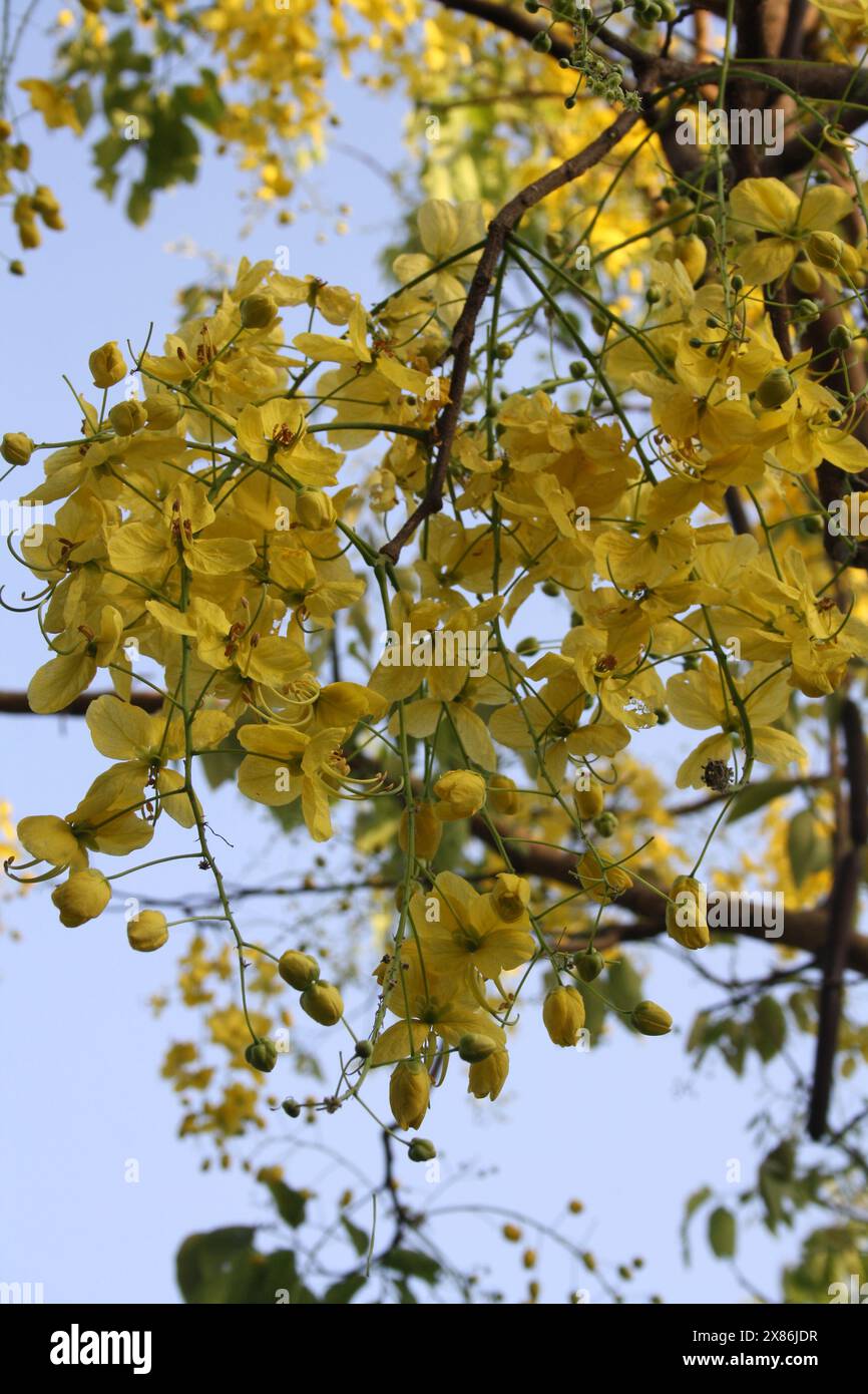 Golden tree cassia fistula fruit hi-res stock photography and images - Alamy