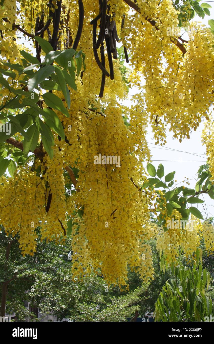 Golden tree cassia fistula fruit hi-res stock photography and images - Alamy