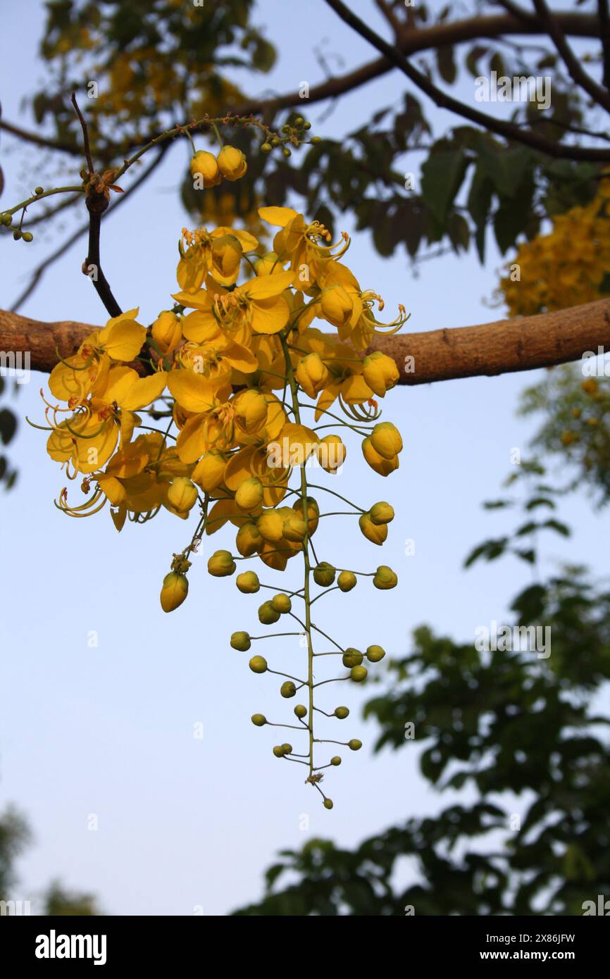 Golden tree cassia fistula fruit hi-res stock photography and images - Alamy