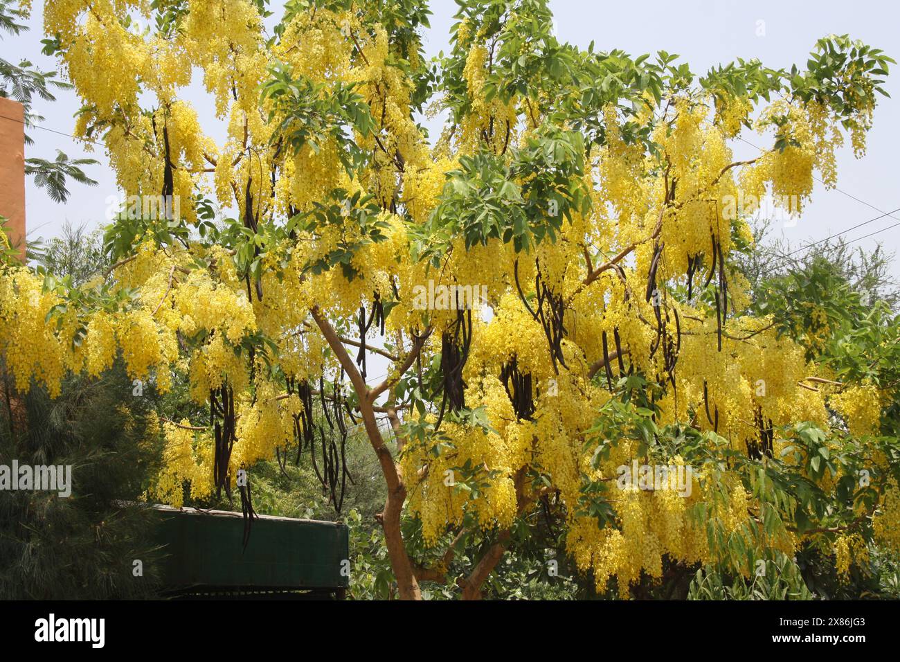 Golden tree cassia fistula fruit hi-res stock photography and images - Alamy