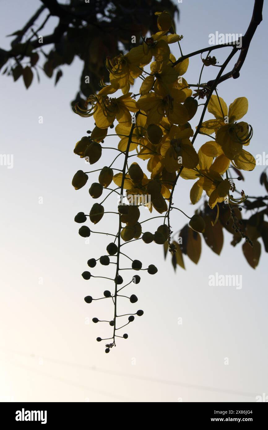 Golden tree cassia fistula fruit hi-res stock photography and images - Alamy