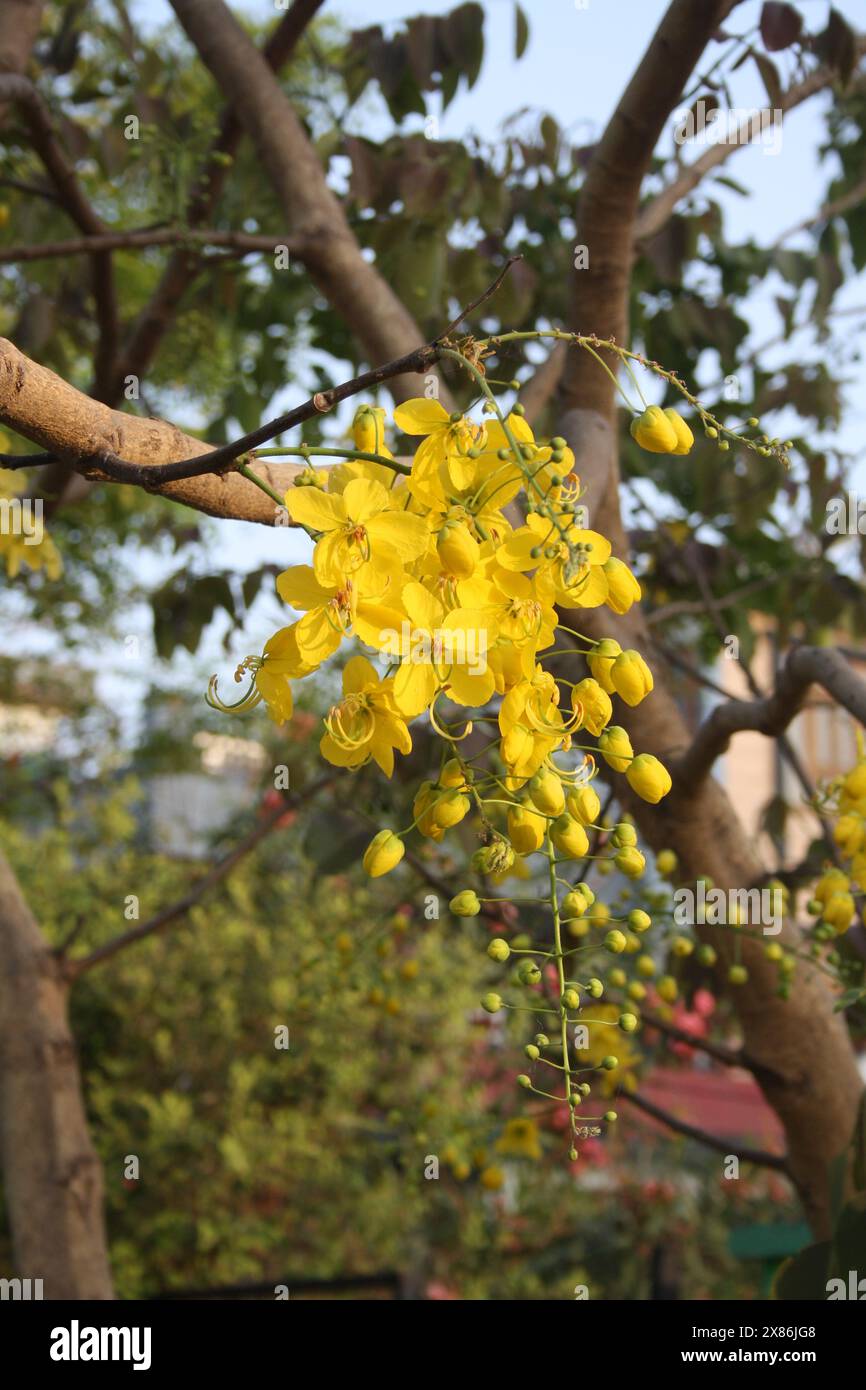 Golden tree cassia fistula fruit hi-res stock photography and images - Alamy