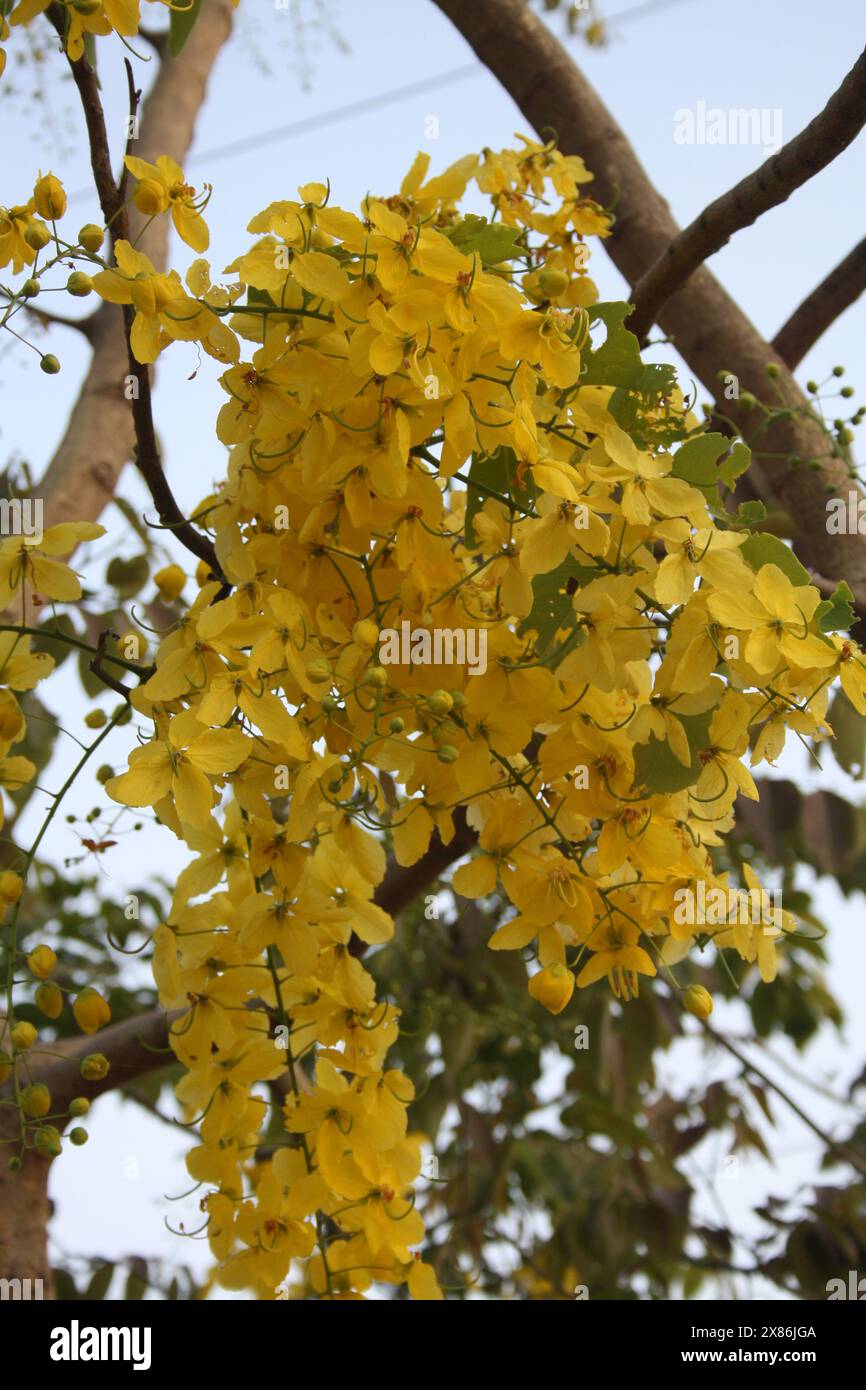 Golden tree cassia fistula fruit hi-res stock photography and images - Alamy