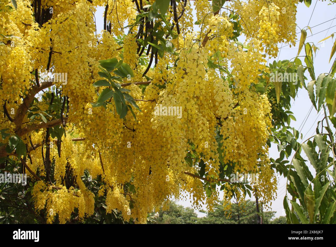 Golden tree cassia fistula fruit hi-res stock photography and images - Alamy