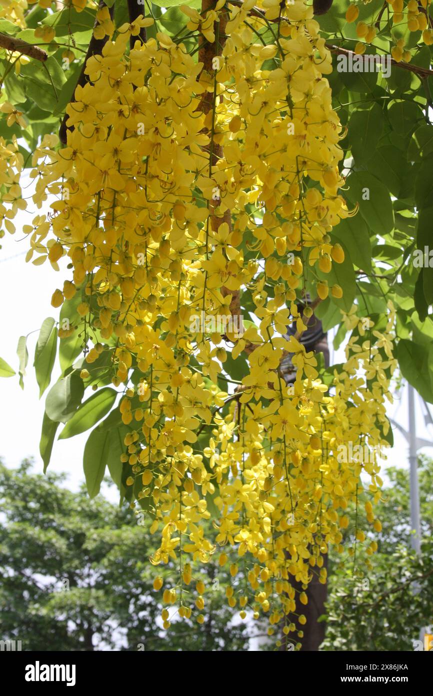 Golden tree cassia fistula fruit hi-res stock photography and images - Alamy