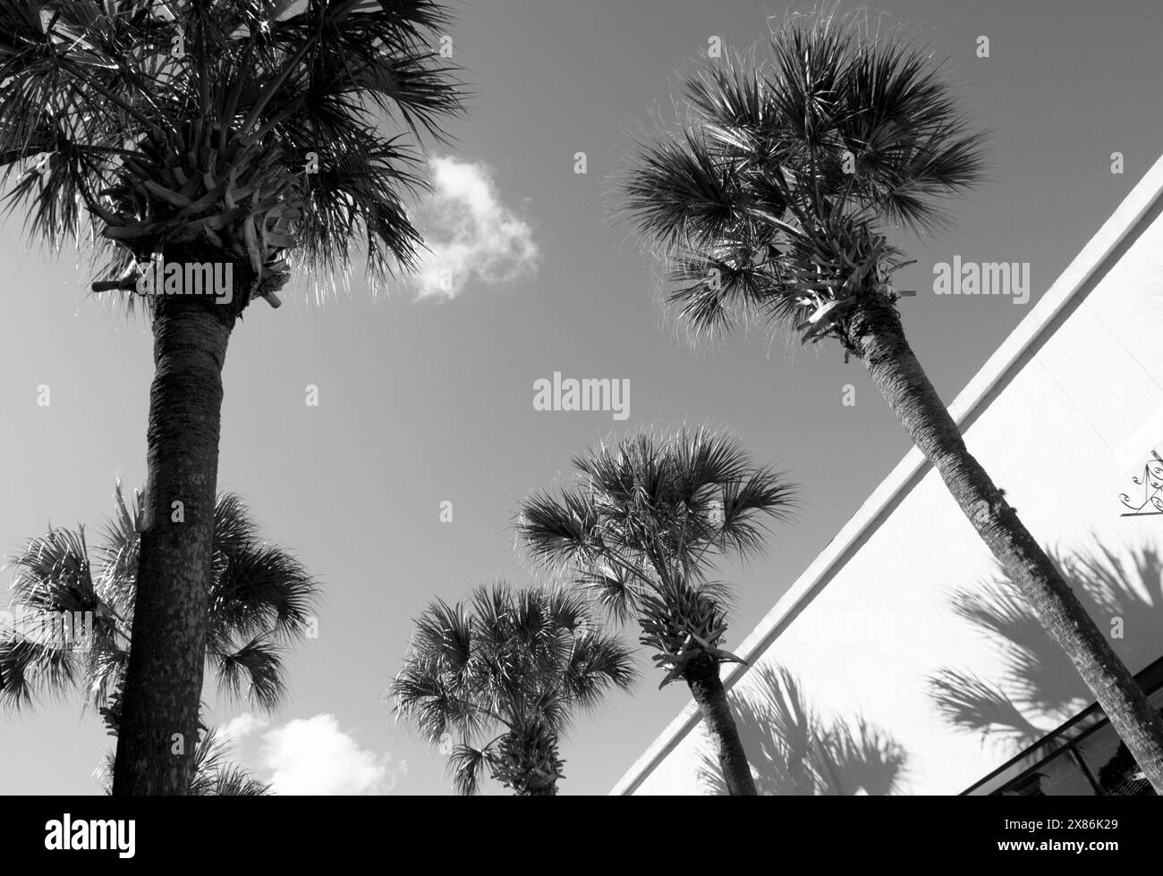 Palm trees hovering above St. George Street in St. Augustine, Florida ...