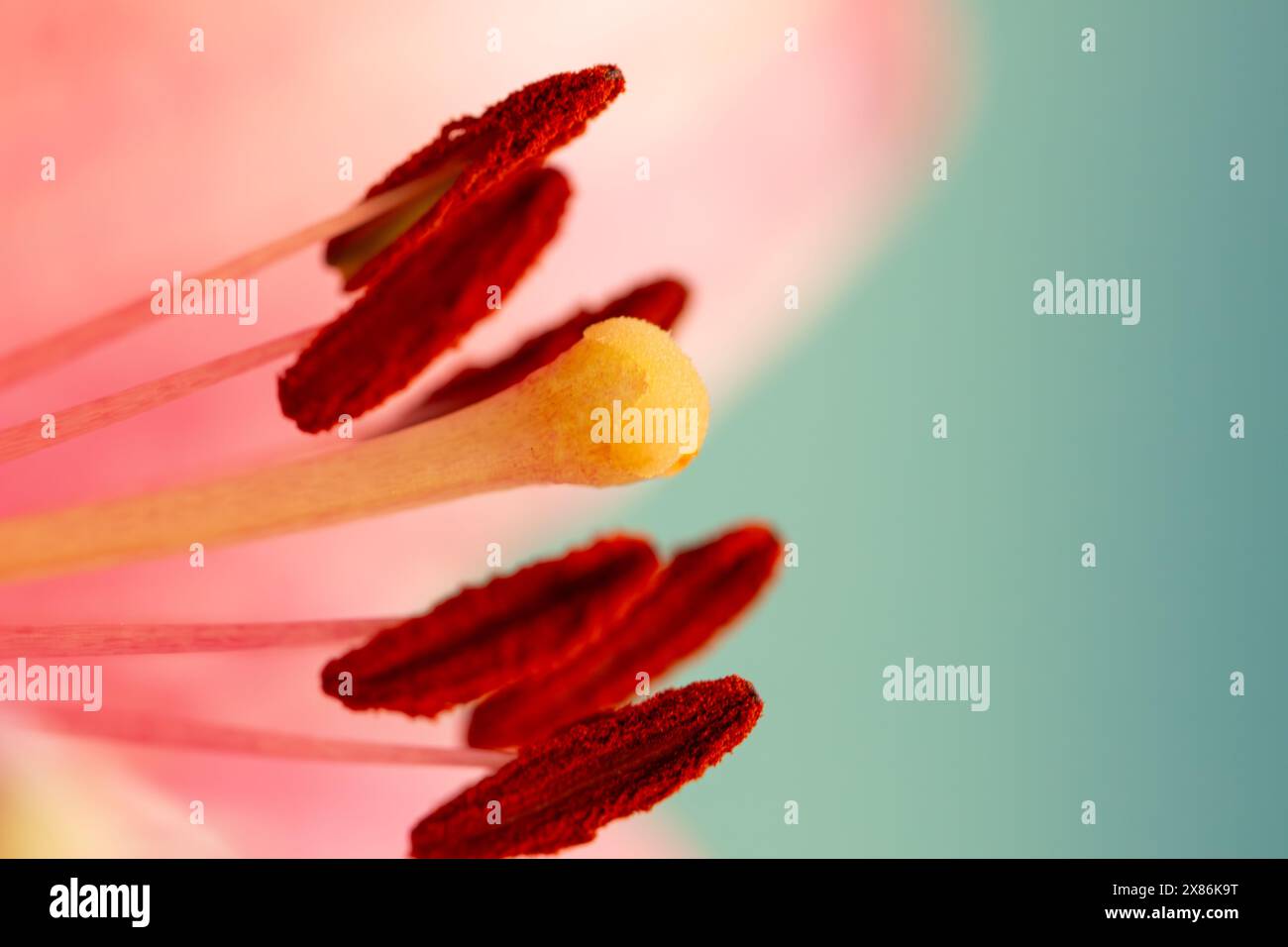 beautiful soft white pink lily , pink and blue gradient, bouquet of ...