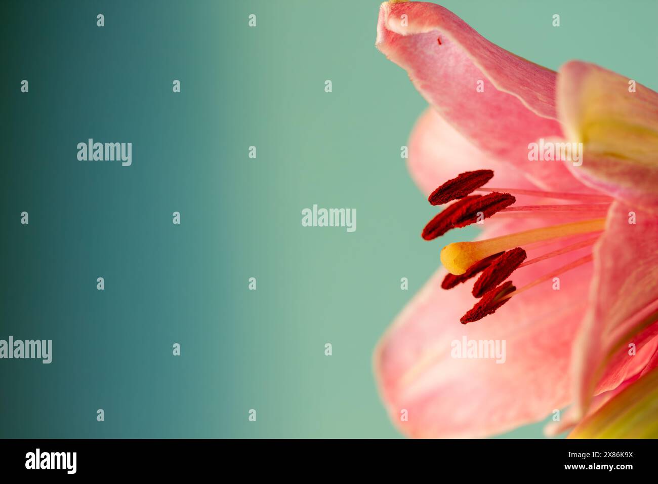 Lily flower bouquet hi-res stock photography and images - Alamy