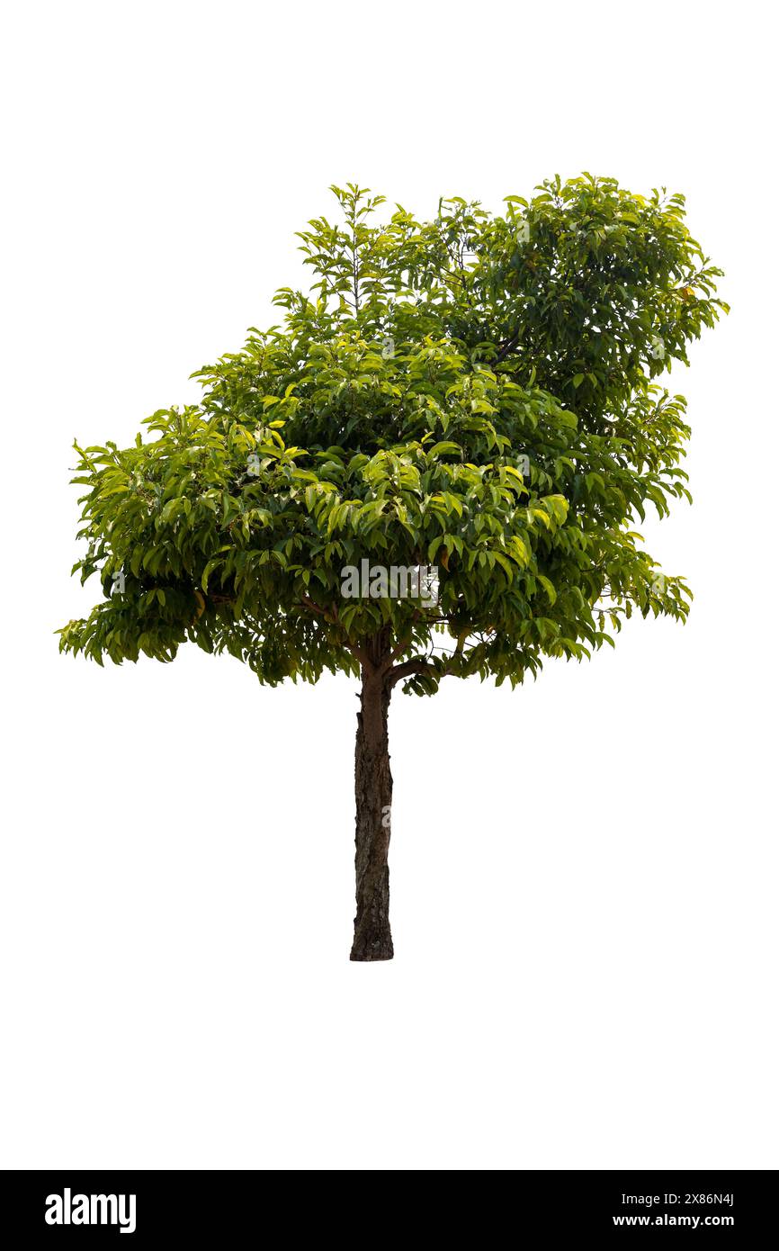 A big tree isolated on white background. Used for design, advertising ...