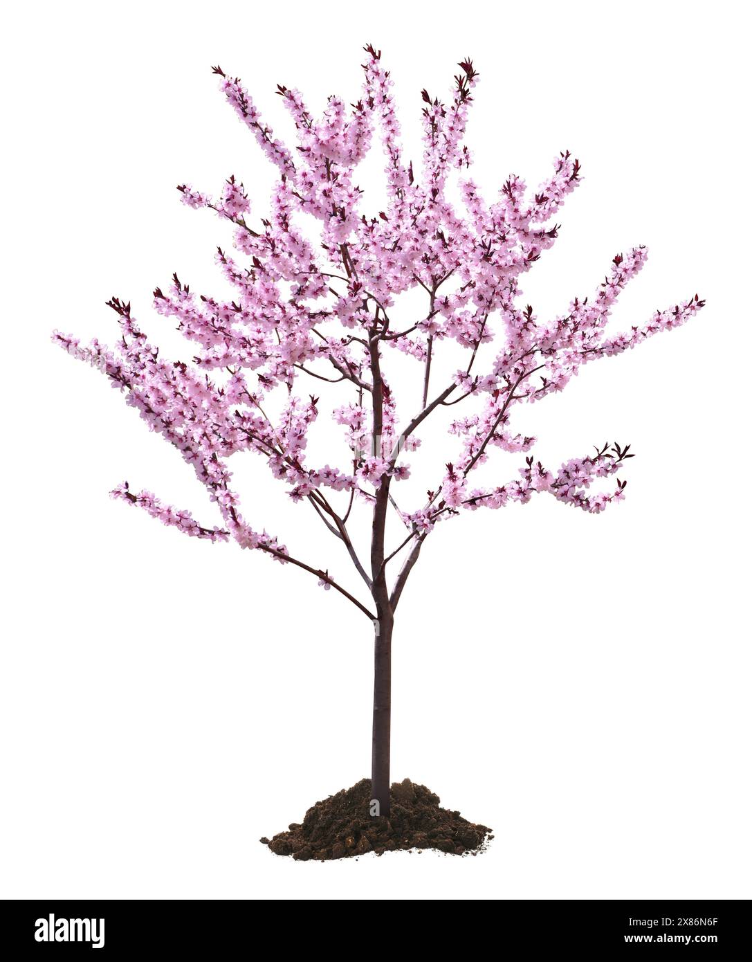 Beautiful japanese scenery Cut Out Stock Images & Pictures - Alamy