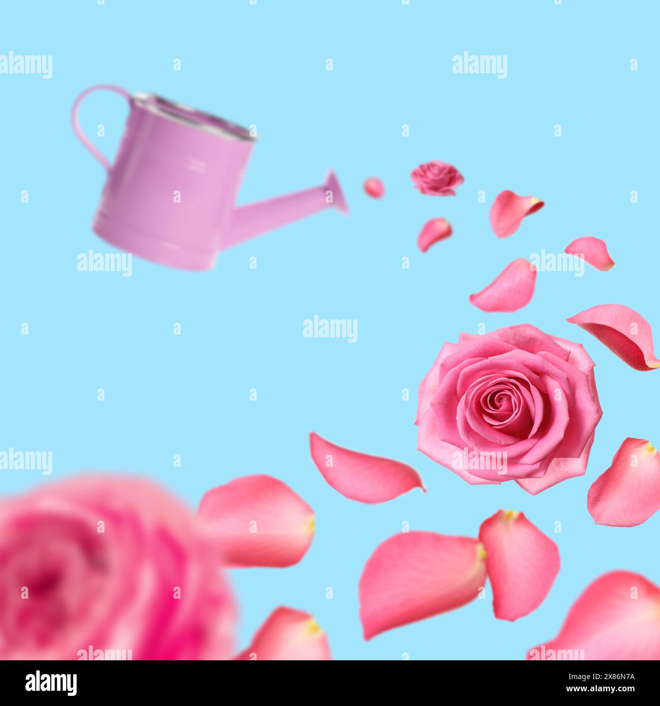 Pink roses flying from watering can on light blue background Stock ...