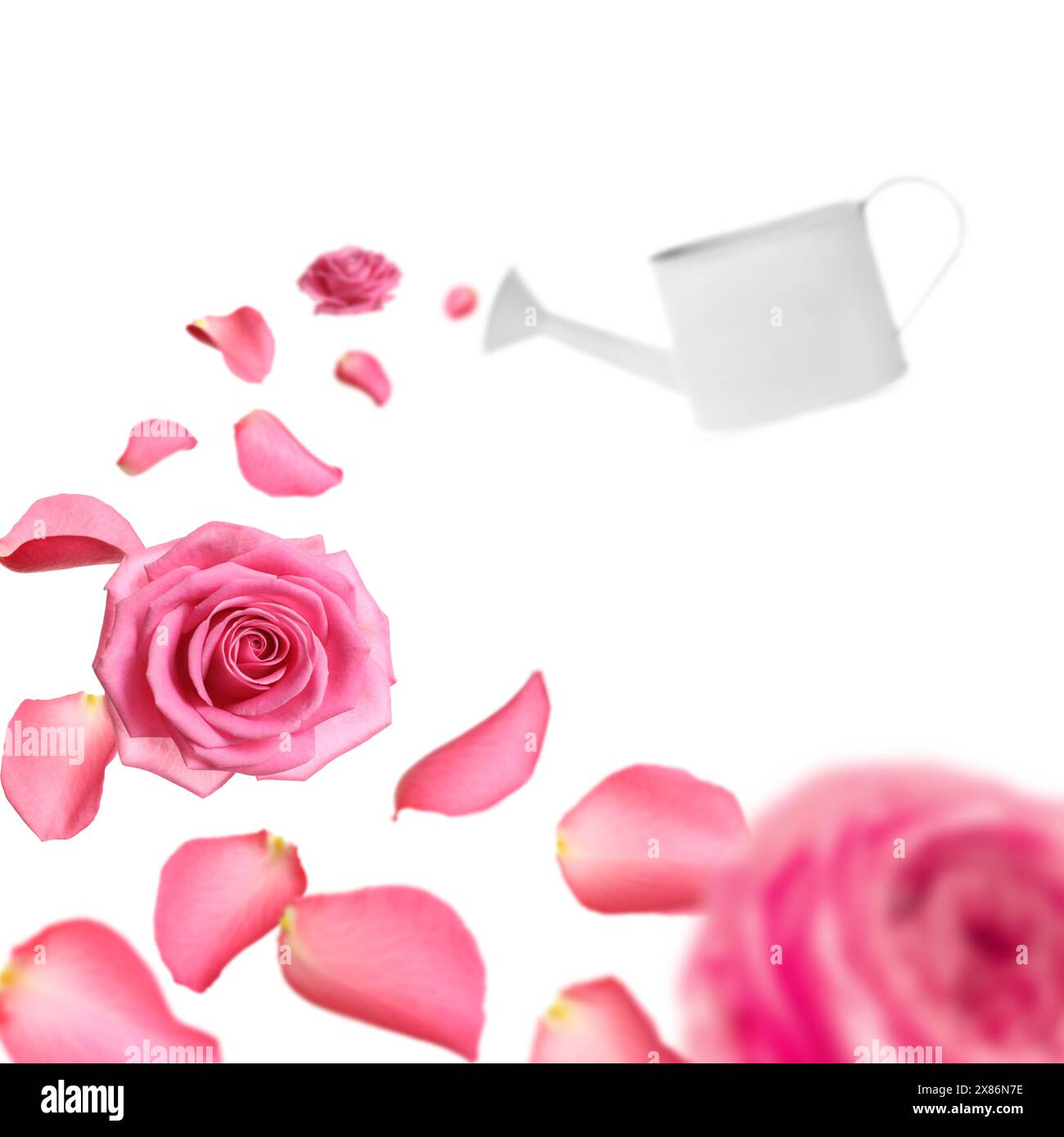 Pink roses flying from watering can on white background Stock Photo - Alamy
