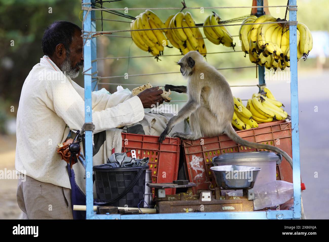 Entelle des indes hi-res stock photography and images - Alamy