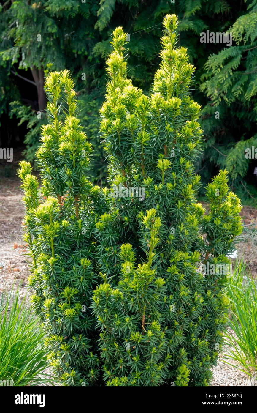 Common Yew English Yew Taxus baccata "David" Garden Stock Photo - Alamy
