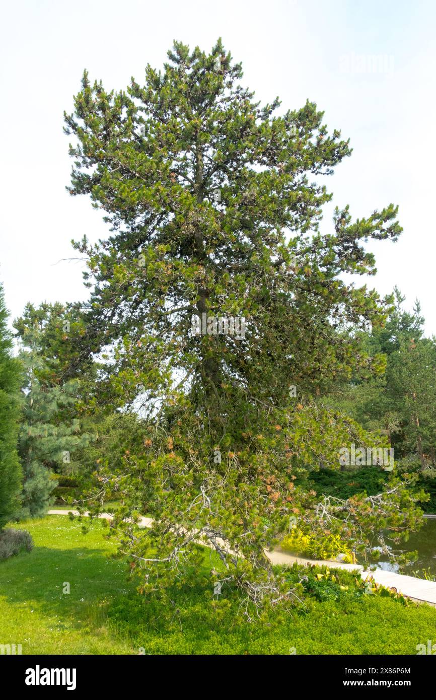 Pinus contorta tree hi-res stock photography and images - Alamy