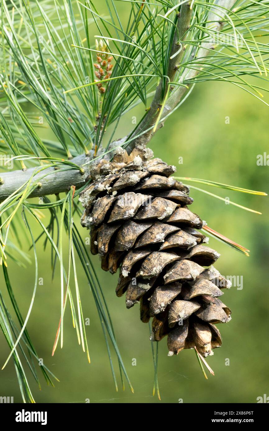 Lodgepole Pine Cone Pinus contorta Stock Photo - Alamy