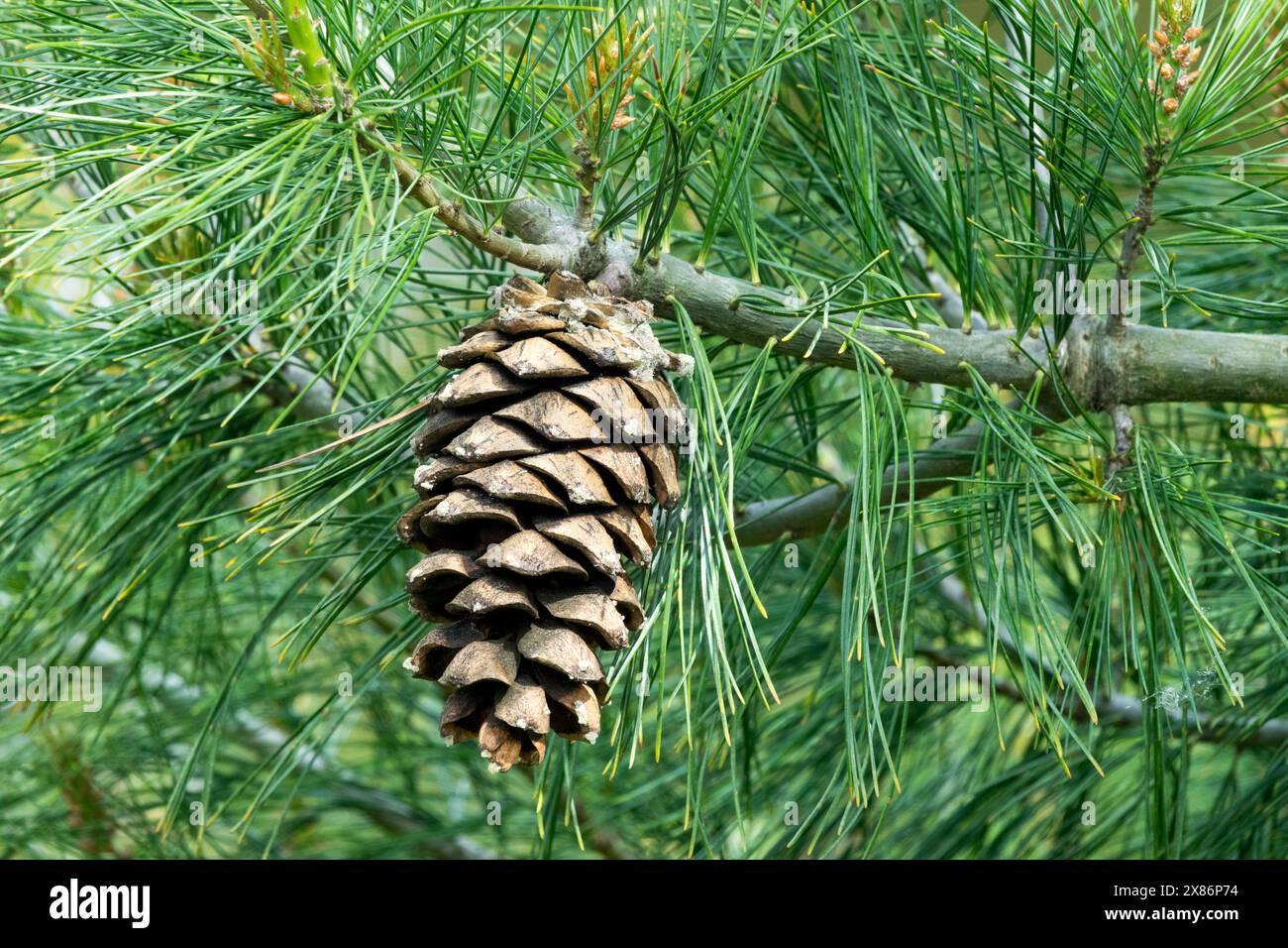 Pinus contorta cone hi-res stock photography and images - Alamy