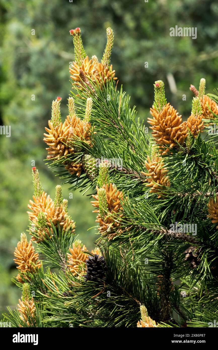 Pinus contorta spaans dwarf hi-res stock photography and images - Alamy
