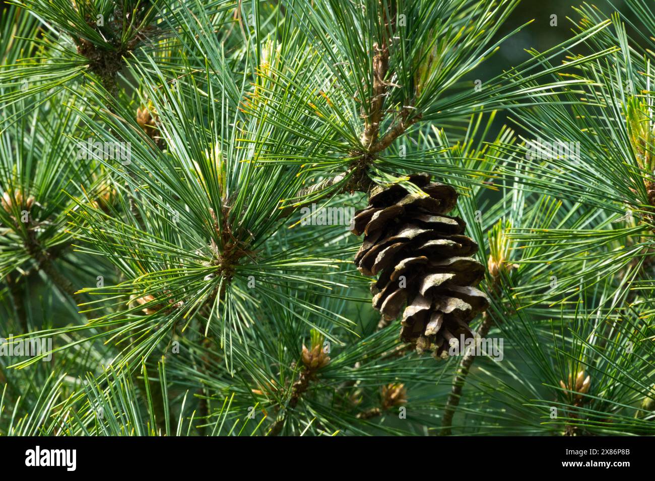Balkan hi-res stock photography and images - Alamy